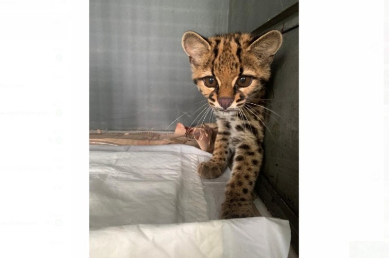 Após se recuperar em estrutura do Estado, gato-maracajá é solto em área ...